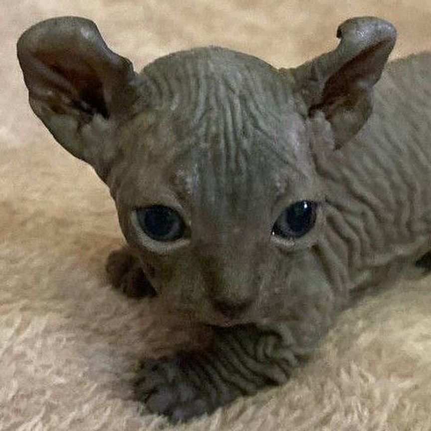 Канадский сфинкс котёнок