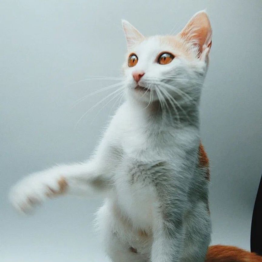 Рыженькая красавица модель 4 месяца