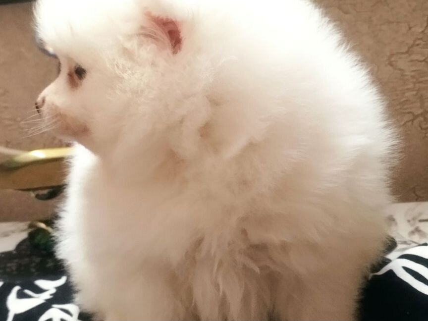 Шпиц. Настоящая белая девочка