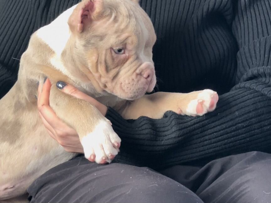 Американский булли