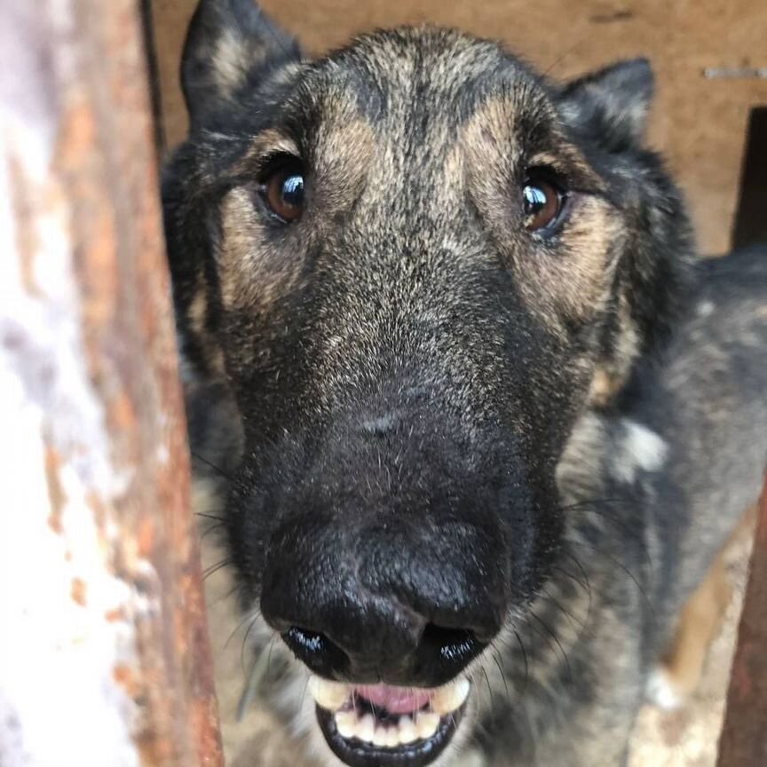 Особенный пес из приюта