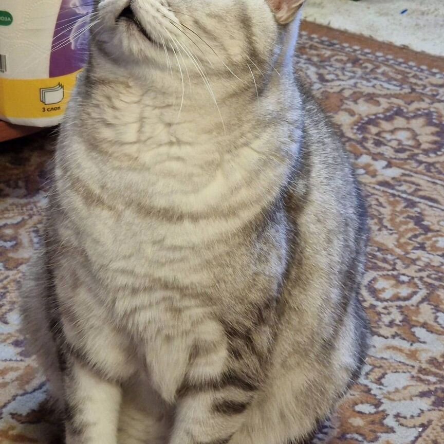 Британец короткошерстный