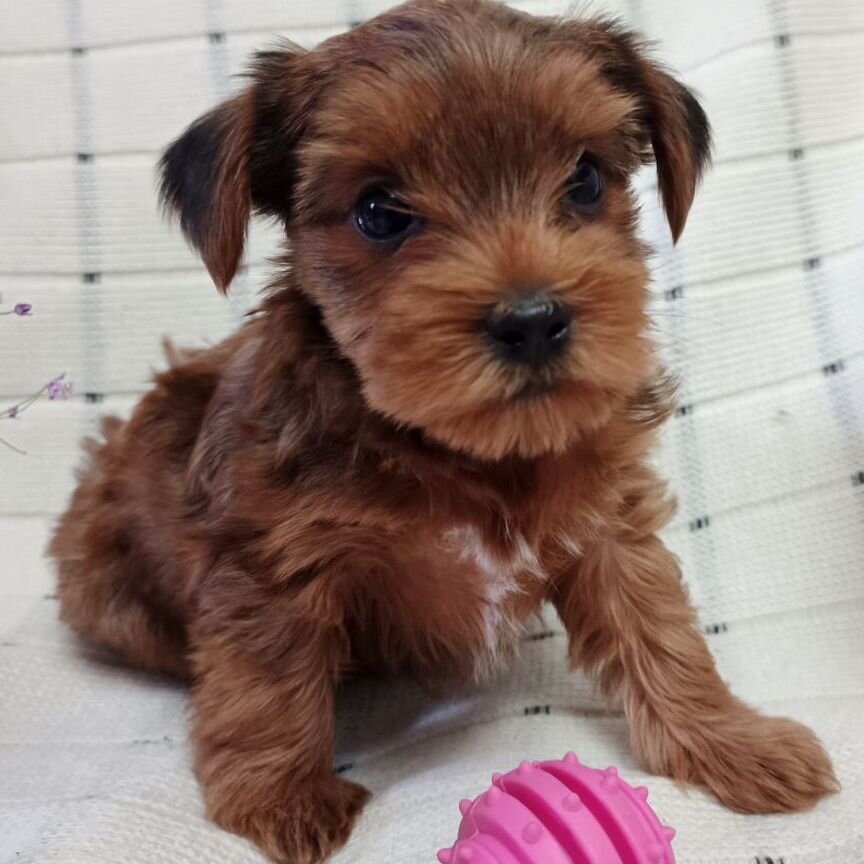 Йоркширский терьер, щенок