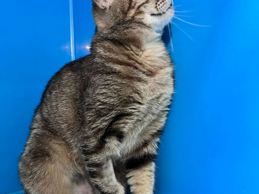 Кошечка из приюта