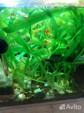 Валиснерия гигантская