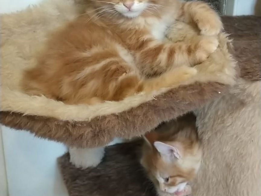 Котята курильского бобтейла