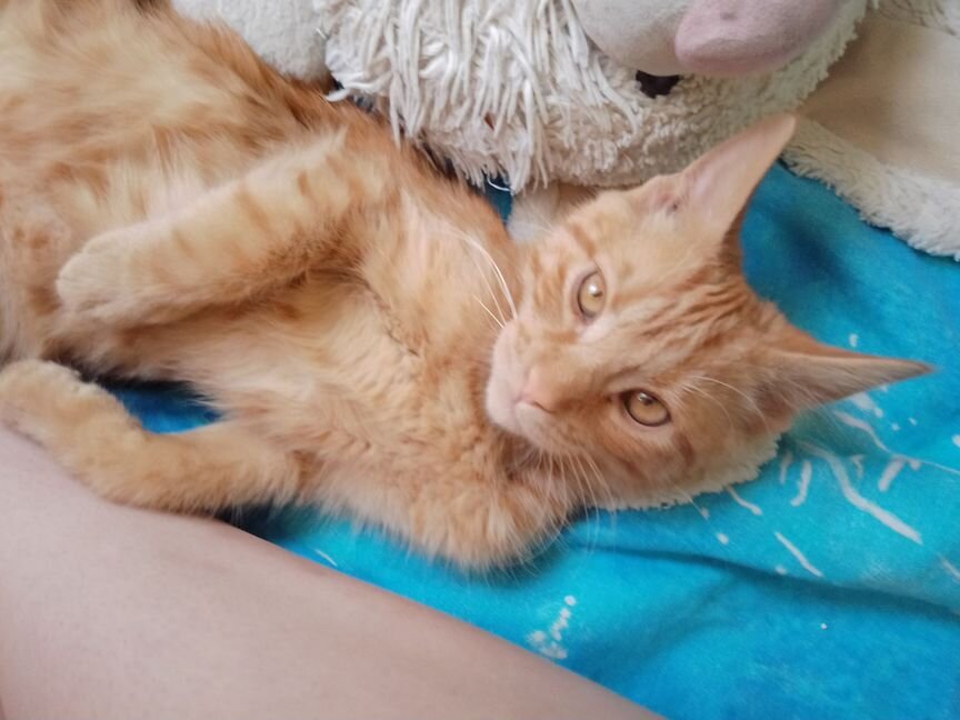 Котёнок Мейн-кун мальчик