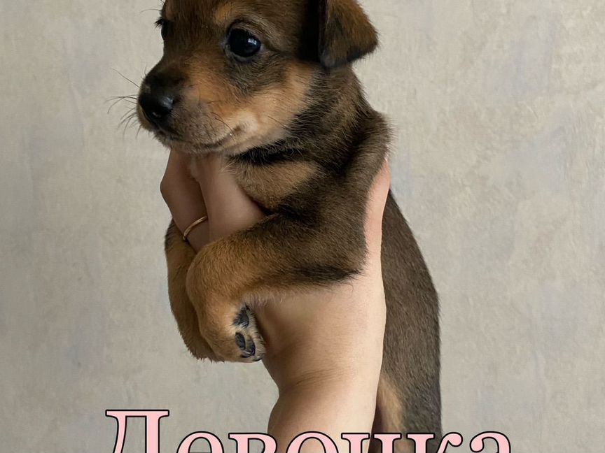 Щенки бесплатно