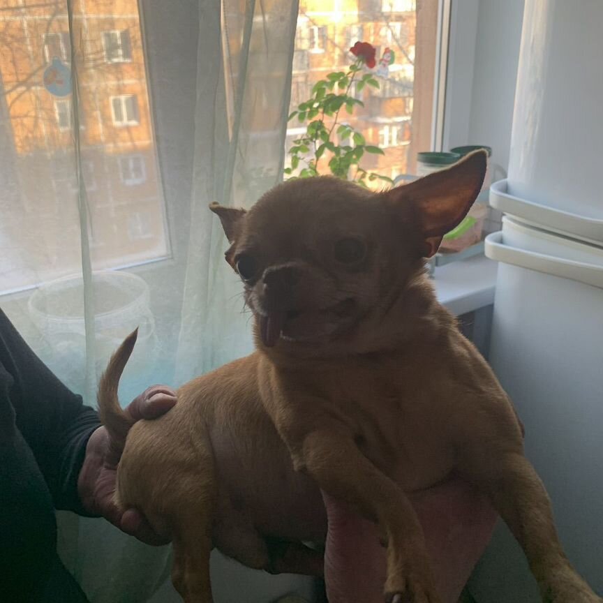 Нашлась собака мини чихуахуа