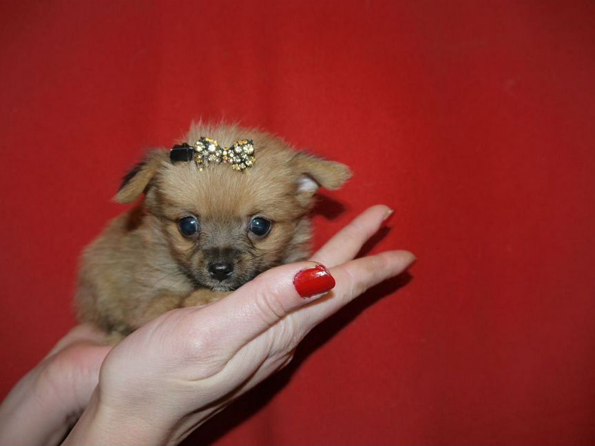 От шпица и чихуахуа