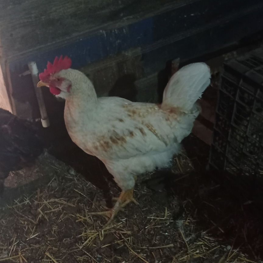 Петух молодой