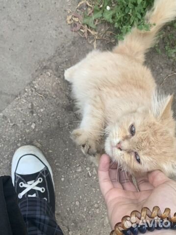 Заберите котика