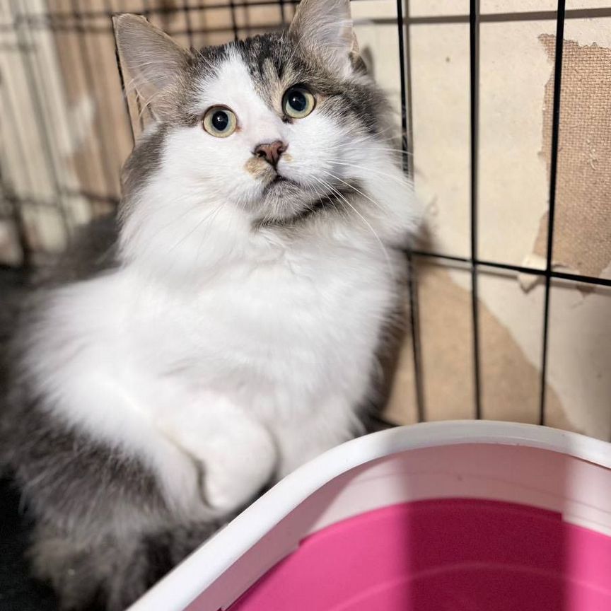 Котёнок в добрые руки