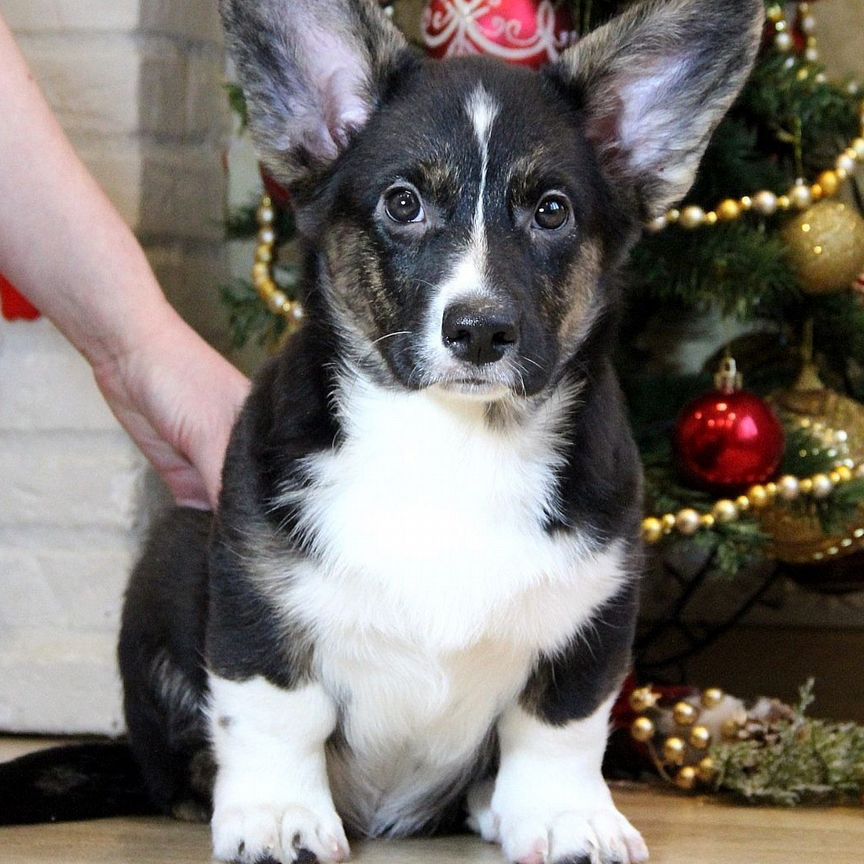 Вельш Корги Кардиган, щенок