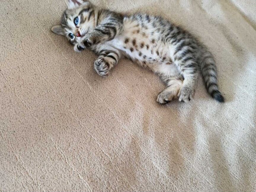 Котенок мальчик