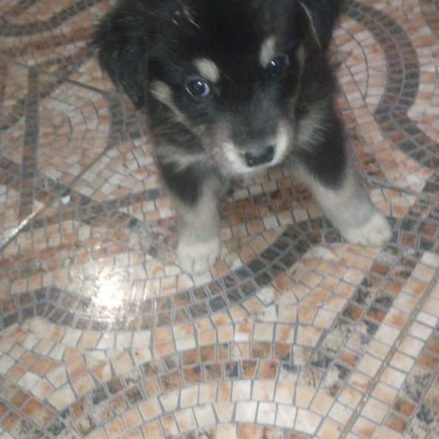 Щенок в добрые руки