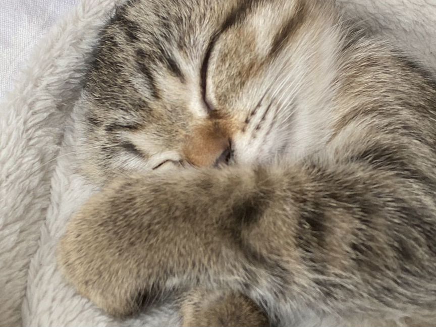 Шотландские котята