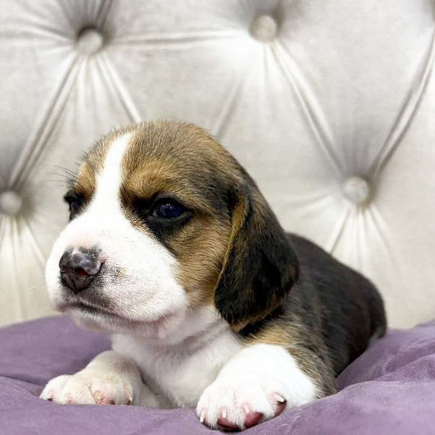 Бигль, щенок