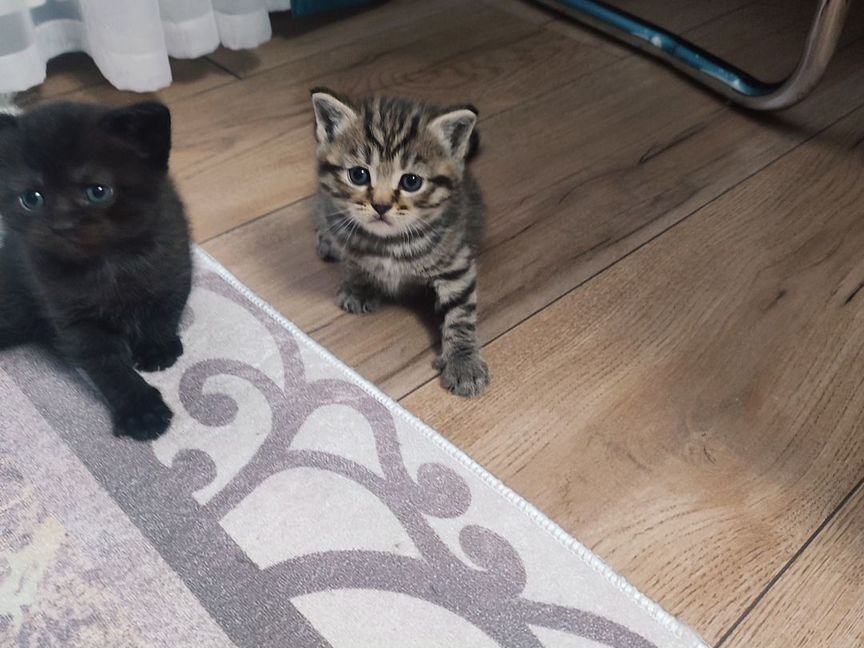 Котята в добрые руки шотландец