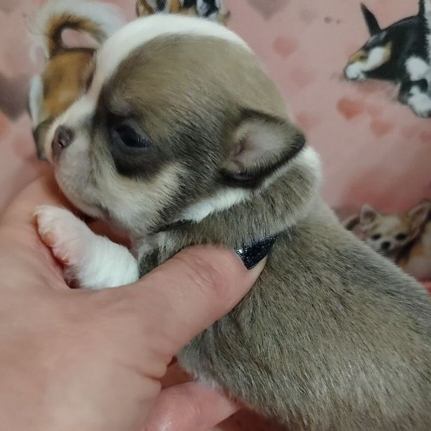 Чихуахуа, щенок