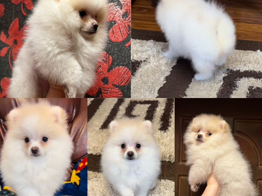 Шпиц игрульки