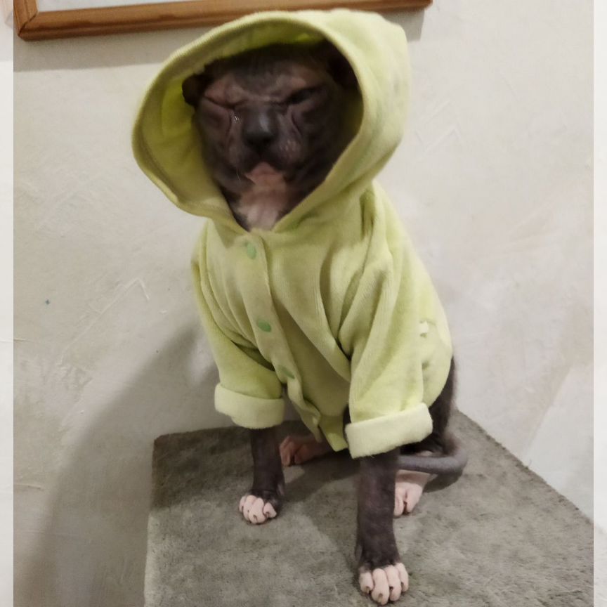 Канадский сфинкс, взрослый кот