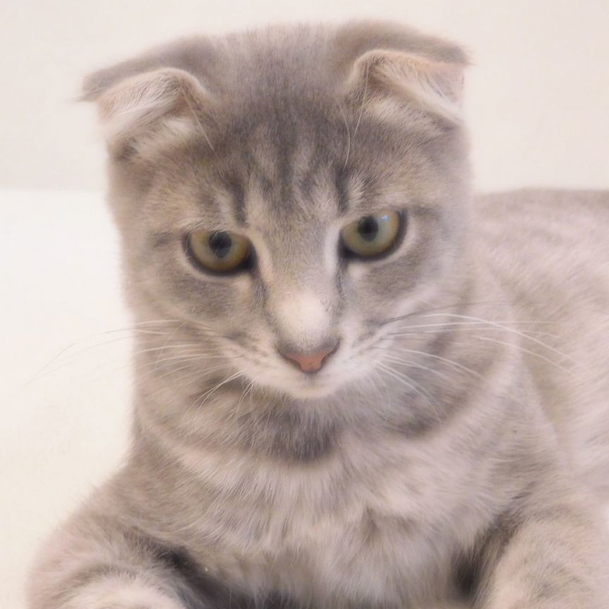 Шотландская кошка