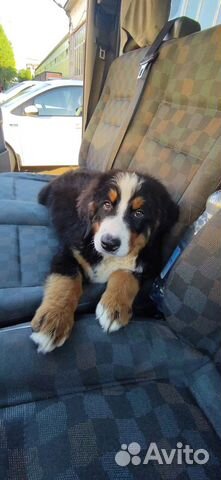 Бернский зенненхунд