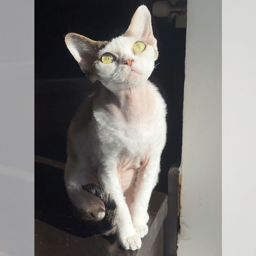 Девон-рекс, взрослая кошка