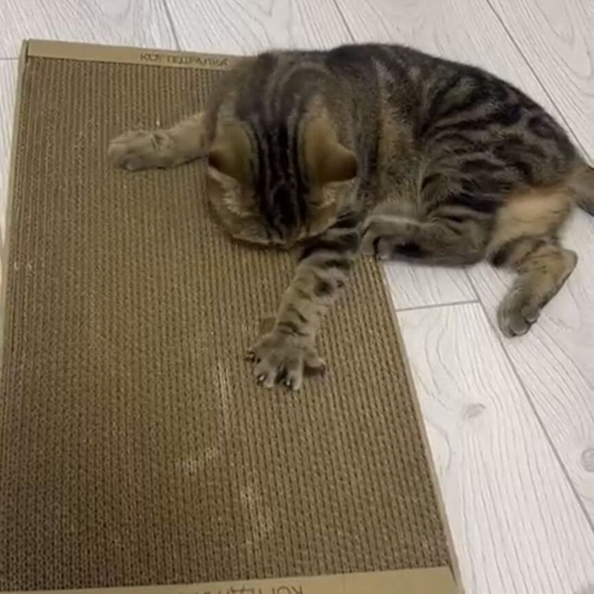 Когтеточка для кошек