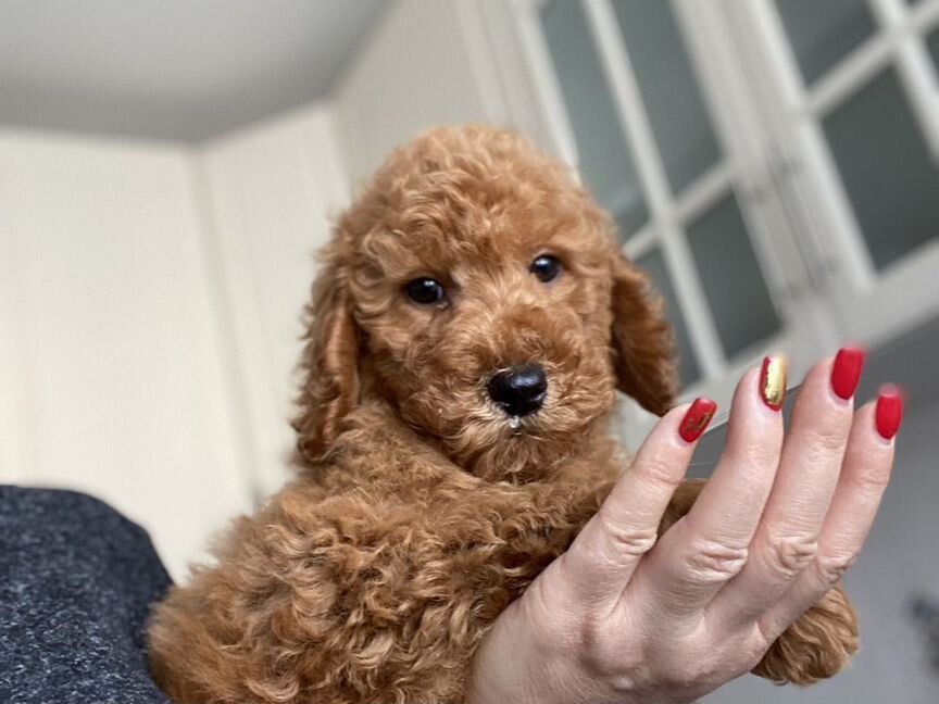 Лабрадудль мальчик