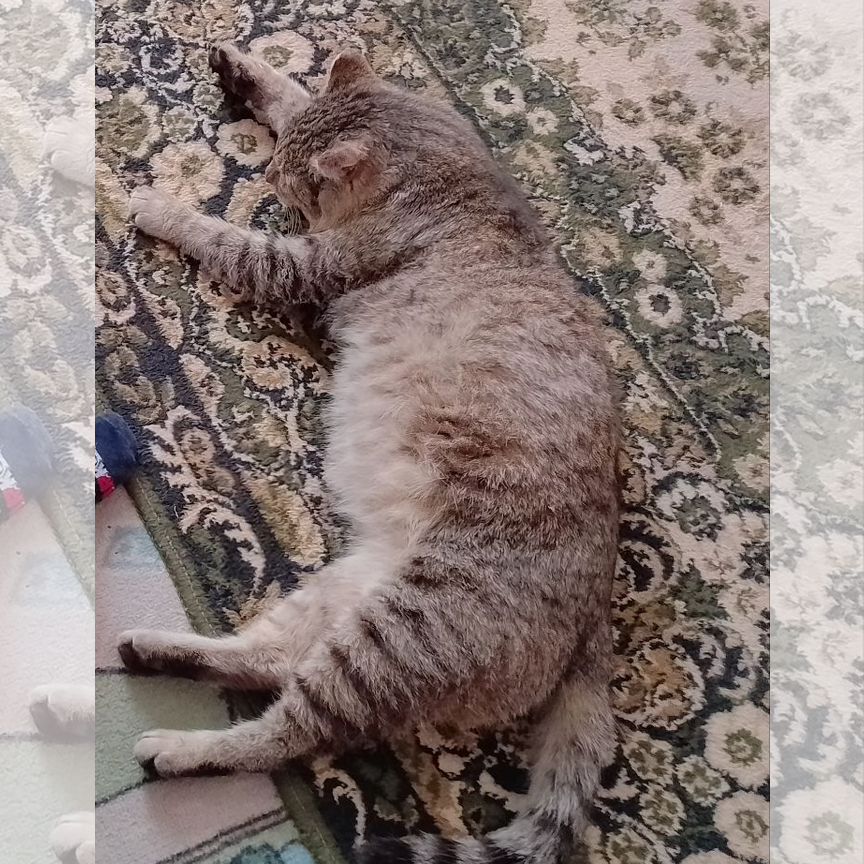 Сибирский, взрослый кот