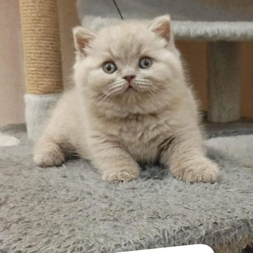 Британский короткошёрстный котёнок