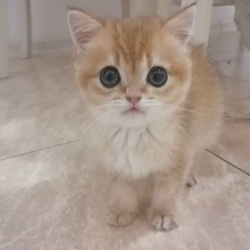 Шотландский котенок