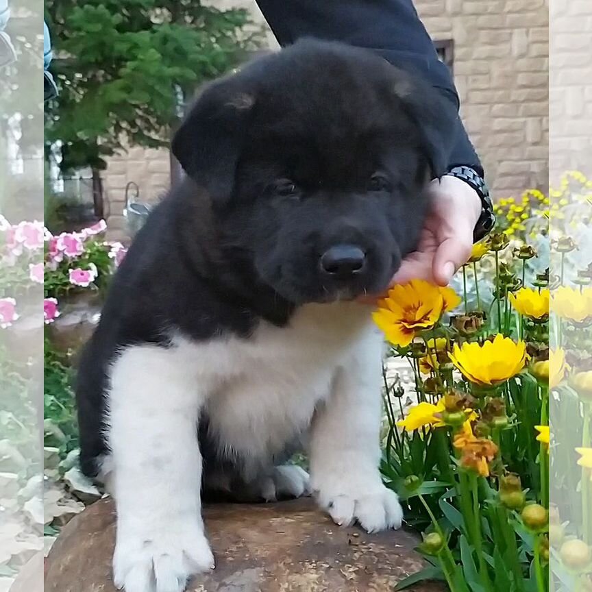 Девочка Американочка акита