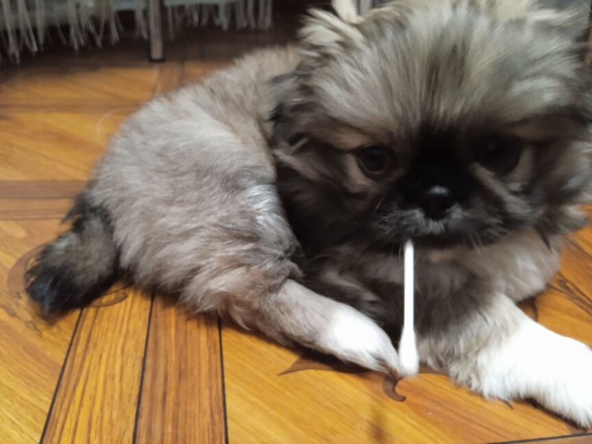 Продаются щенки,породы Пекинес