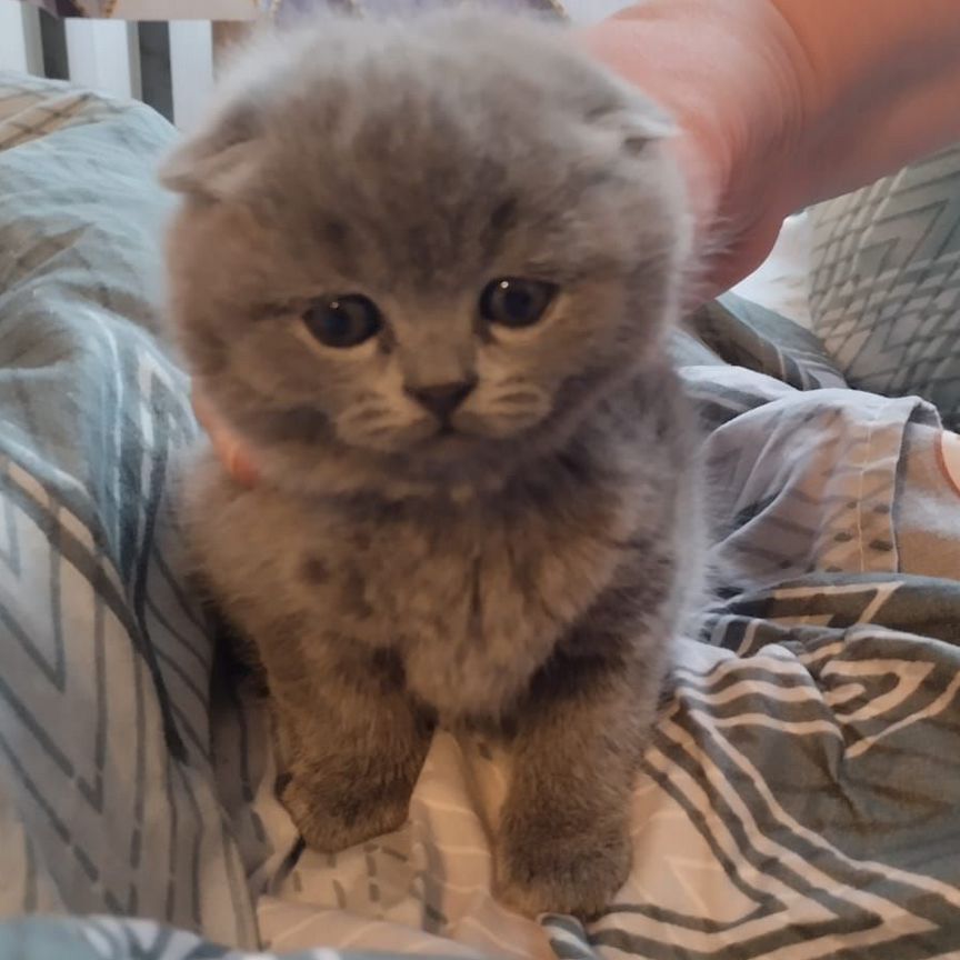 Британские котята