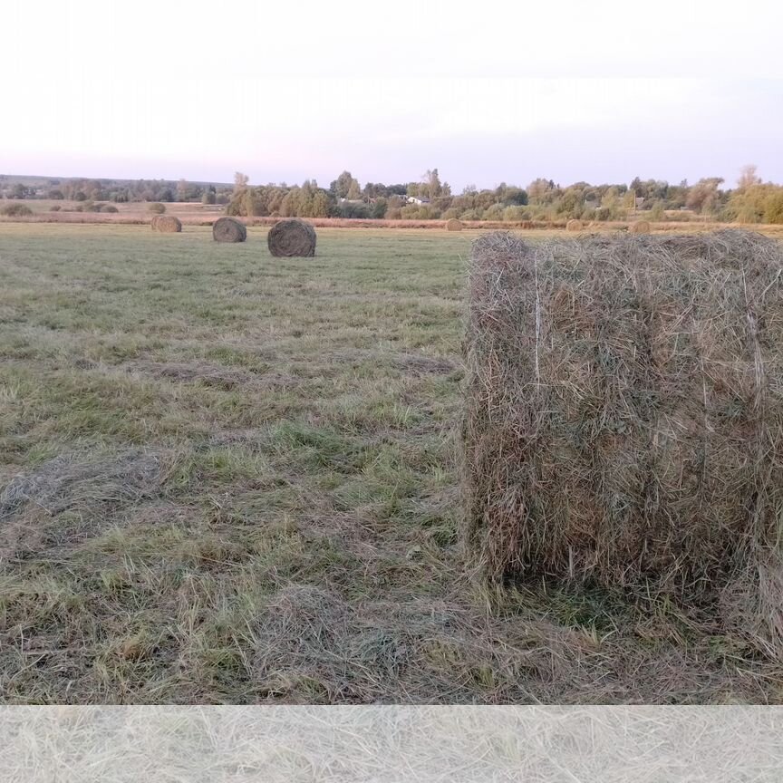 Сено в рулонах