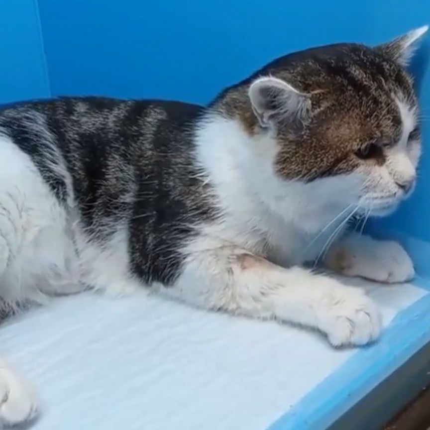 Кот Посейдон в поисках дома