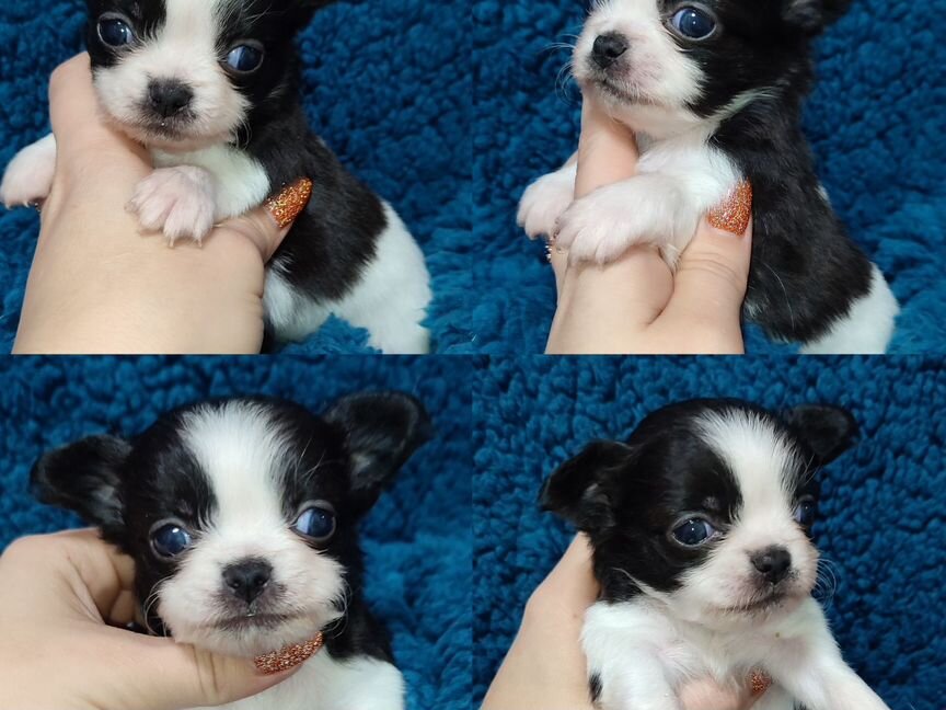 Маленькие пупсики