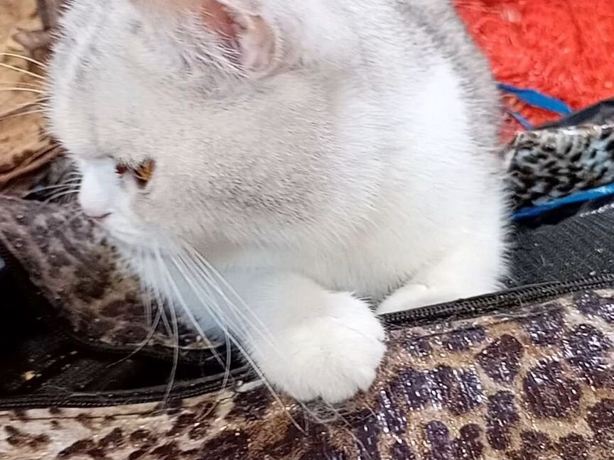 Серебристая шиншилла, девочка