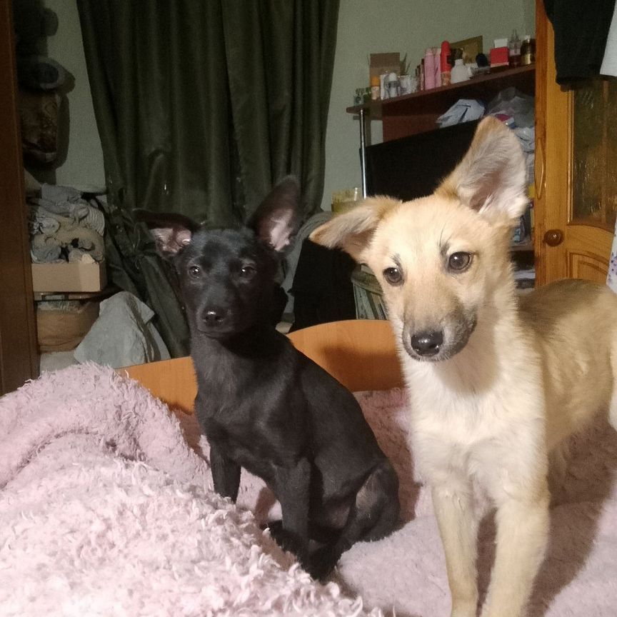 Щенки для охраны имущества