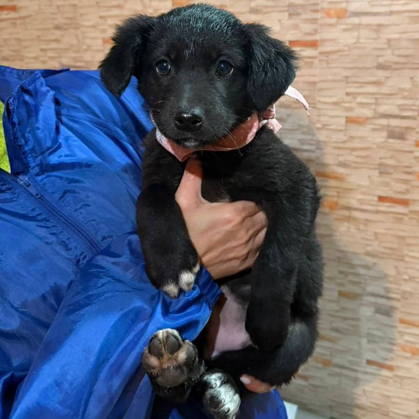 Щенок в добрые руки