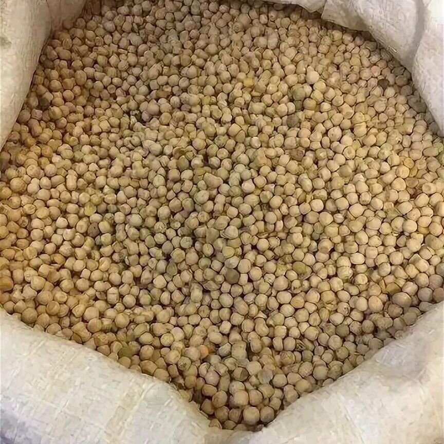 Горох кормовой