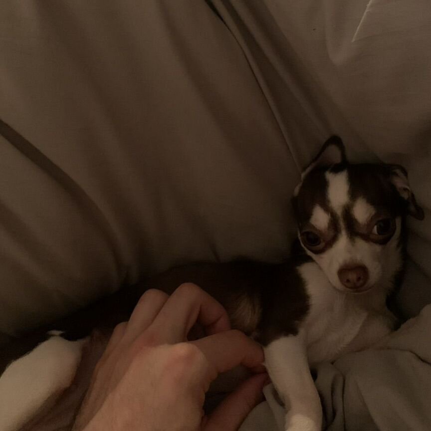 Чихуахуа, взрослая собака