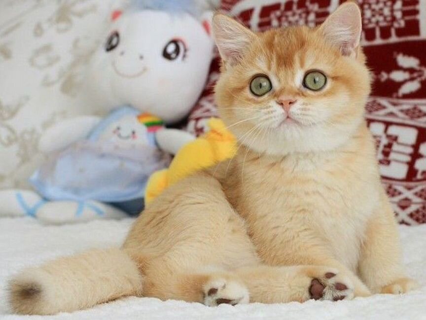 Британская золотая шиншилла by 12