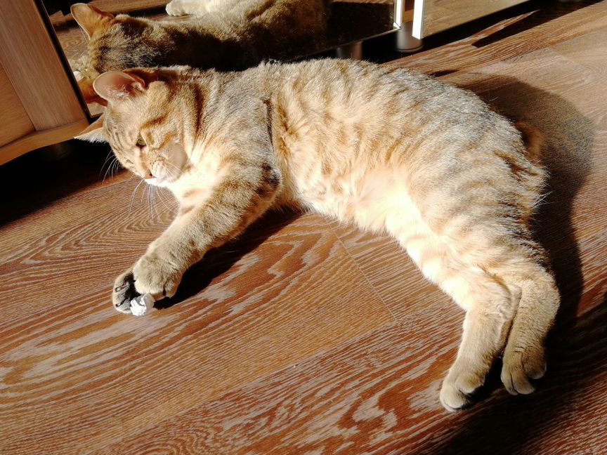 Кот приглашает на вязку