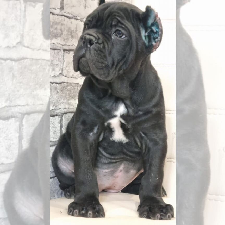 Щенки кане корсо