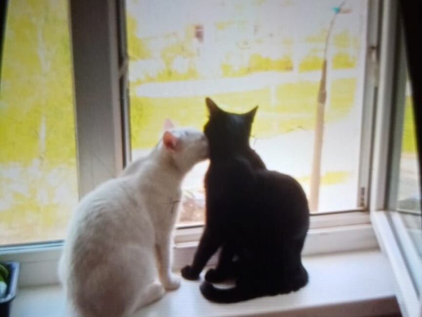 Котики в добрые руки