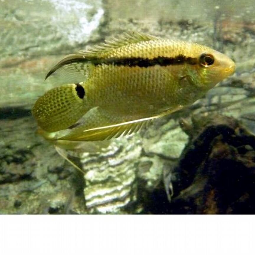 Цихлазома мезонаута